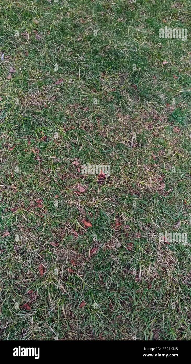 Rotten leaves hi-res stock photography and images - Alamy