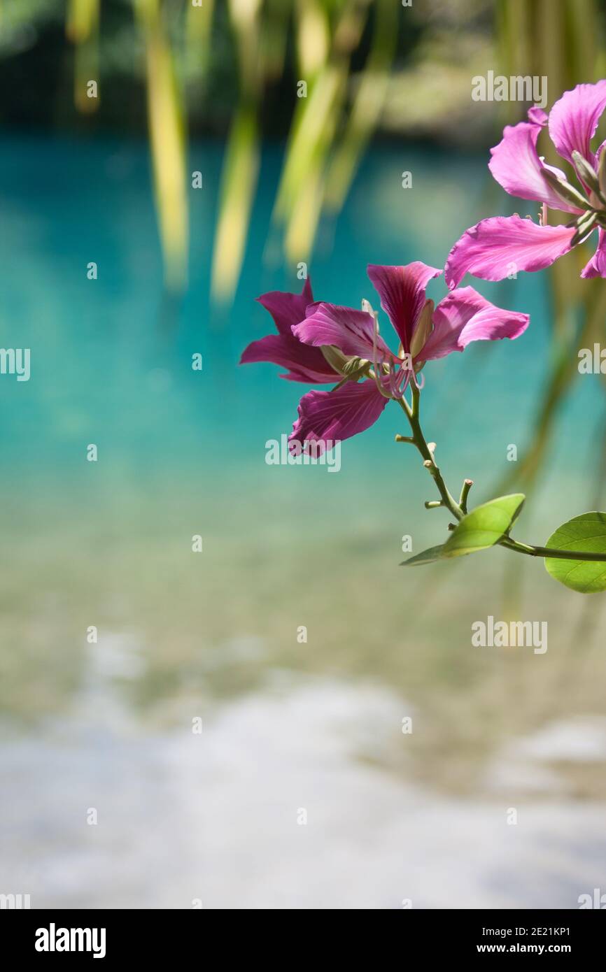Closeup vertical shot of pink flowers with a blue lagoon on the ...