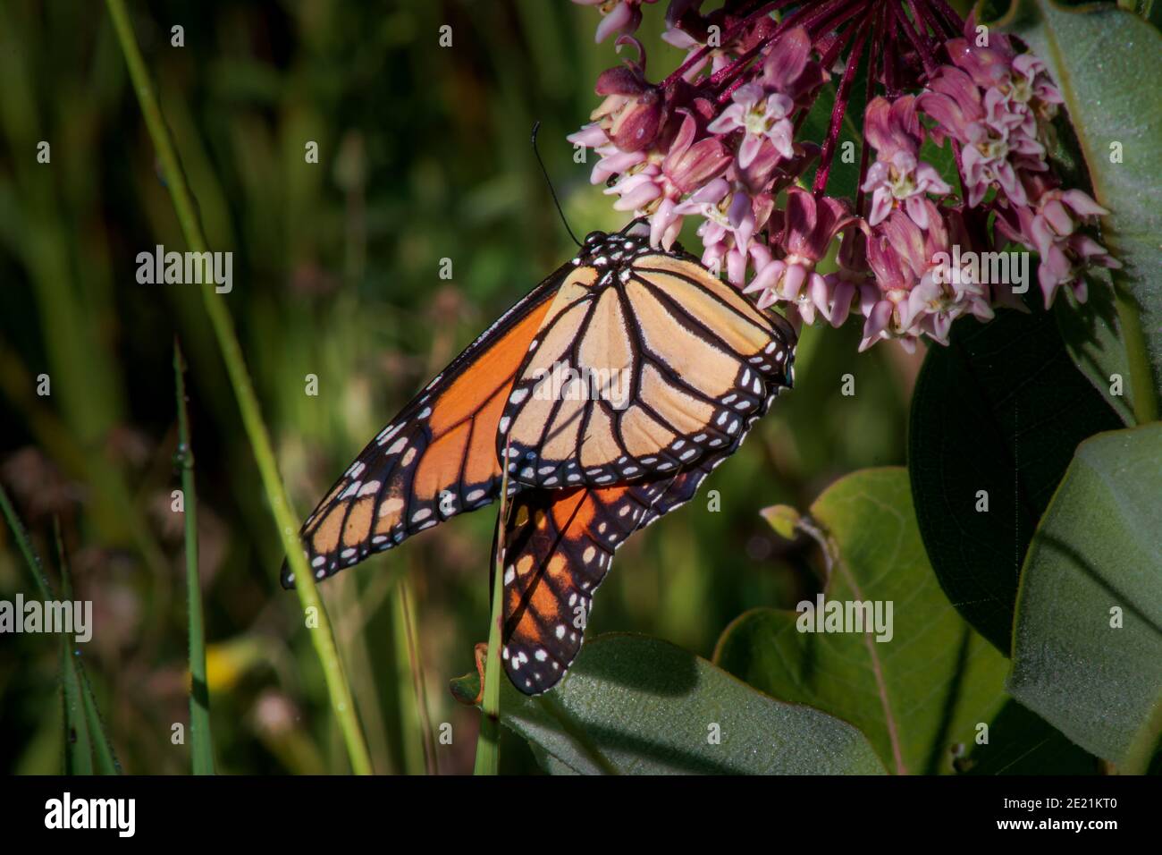 Mating monarchs hi-res stock photography and images - Alamy