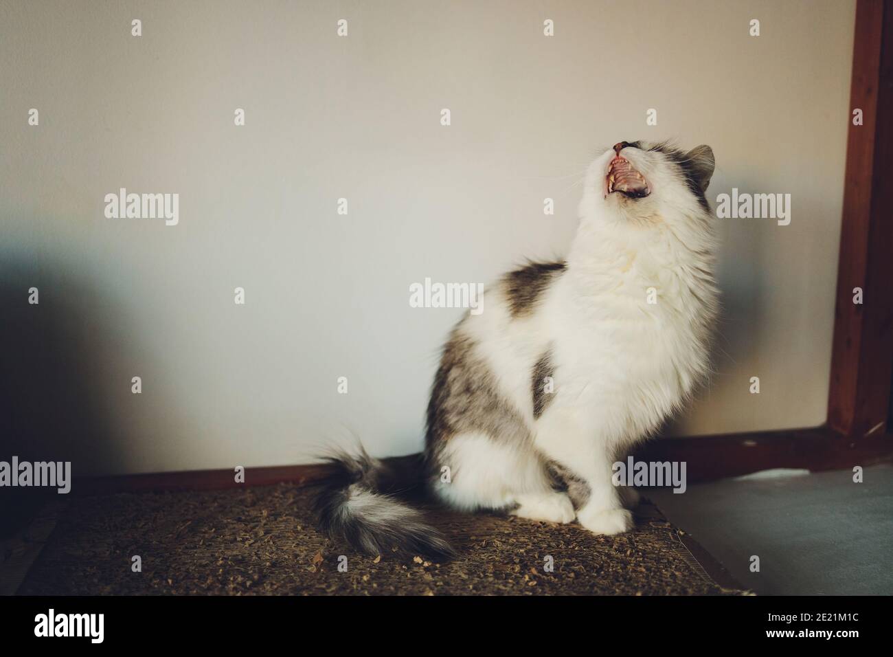 Domestic white cat pet yawn. Profile animal head and open jaws. Grey ...