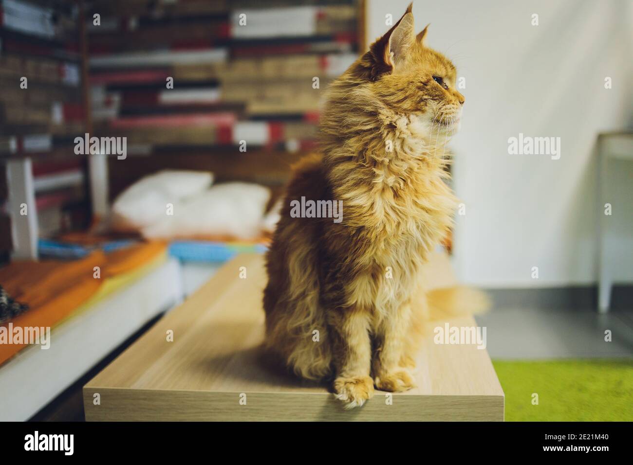 cute red cat with a muzzle defect and slanted eyes looks into the frame ...