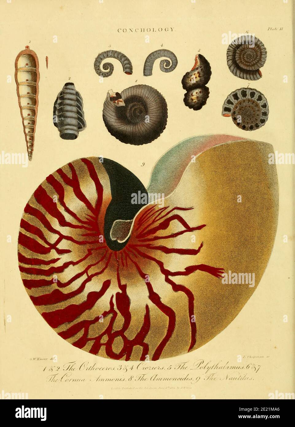 Nautilus Shell Conchology The collection and study of mollusc shells ...