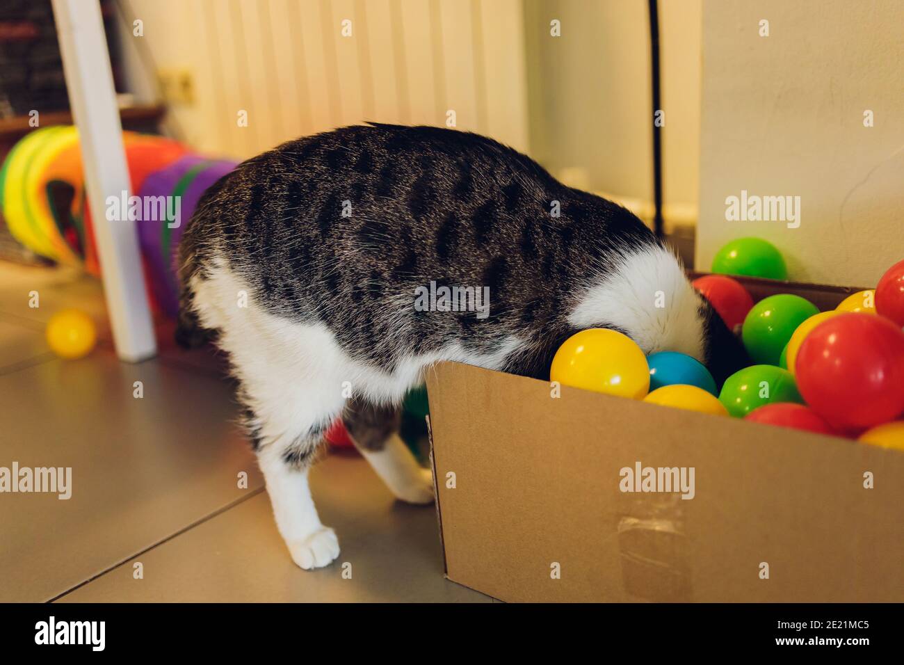 cat with balls of different colours in the box Stock Photo - Alamy