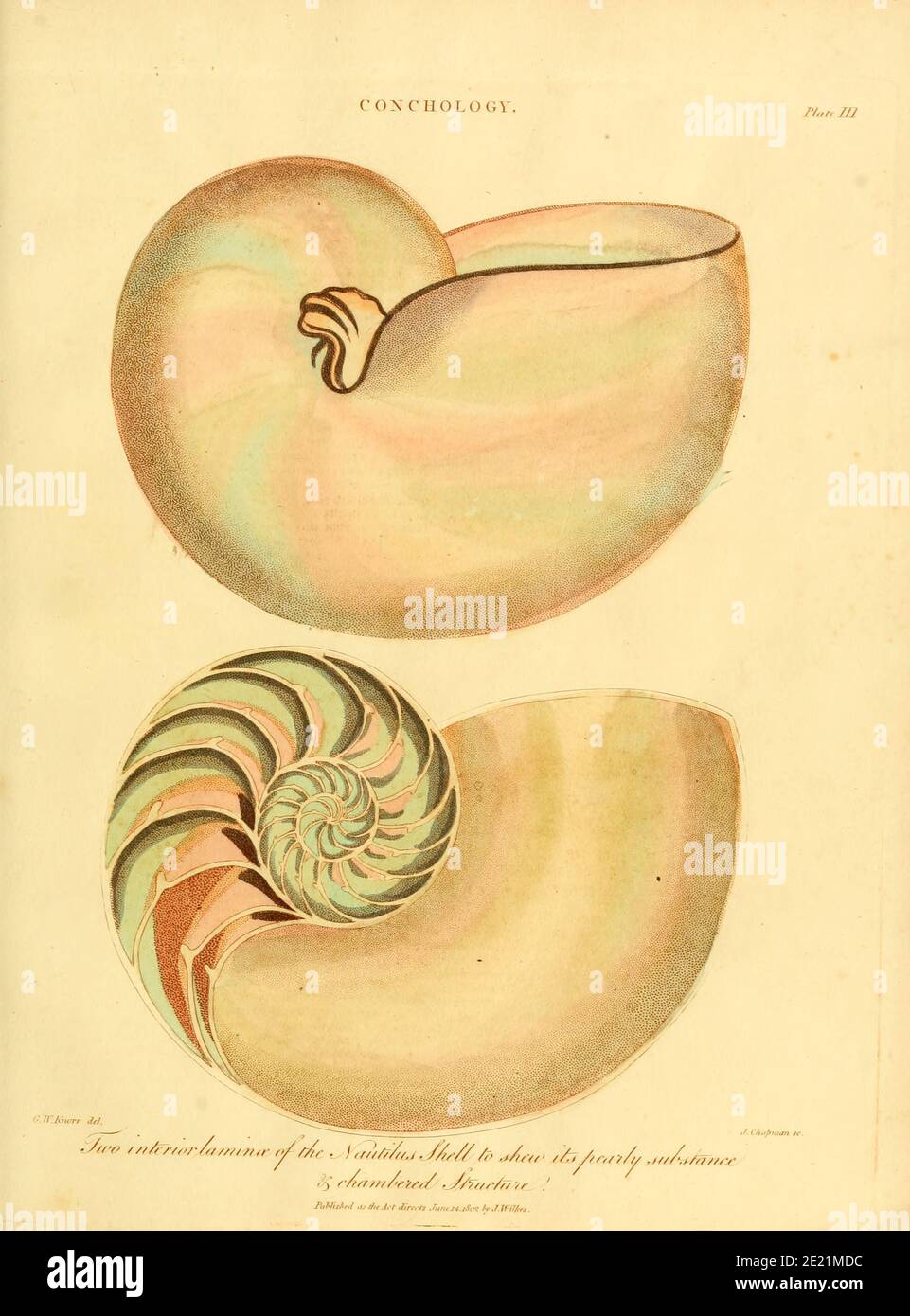 Conch shell engraving hi-res stock photography and images - Alamy