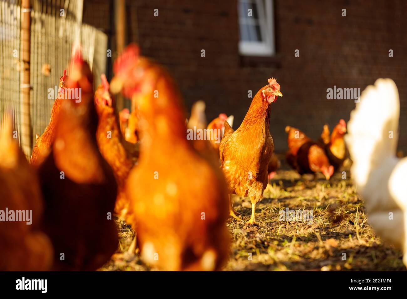 Free range organic chickens poultry in a country farm Stock Photo - Alamy