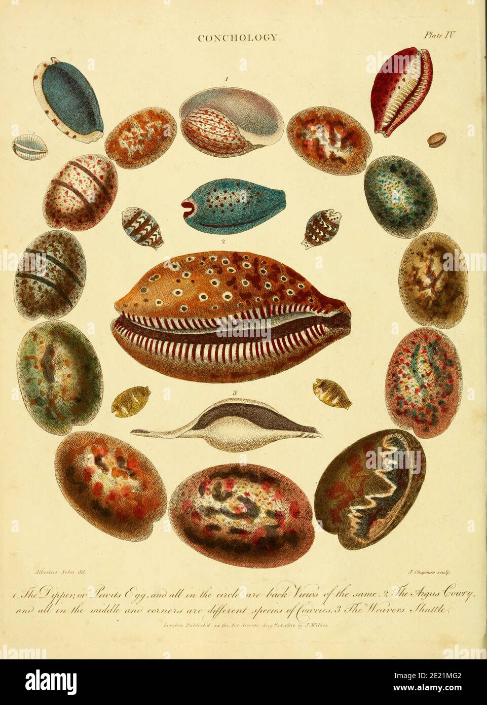 Conchology hi-res stock photography and images - Alamy