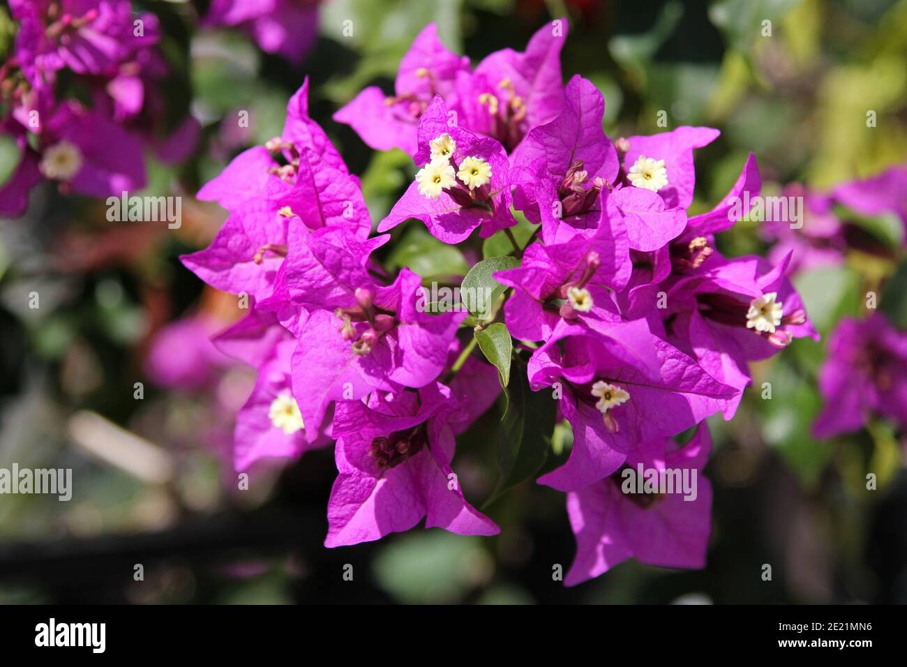 Bougainvillea Tropical Flower of the Spanish Canary Islands Stock Photo ...