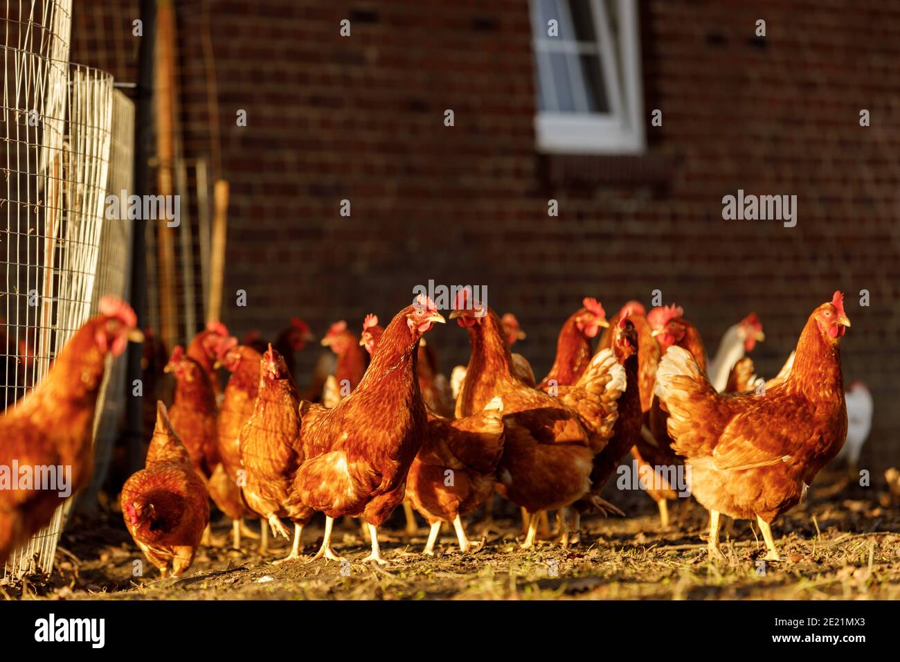 Free range organic chickens poultry in a country farm Stock Photo - Alamy