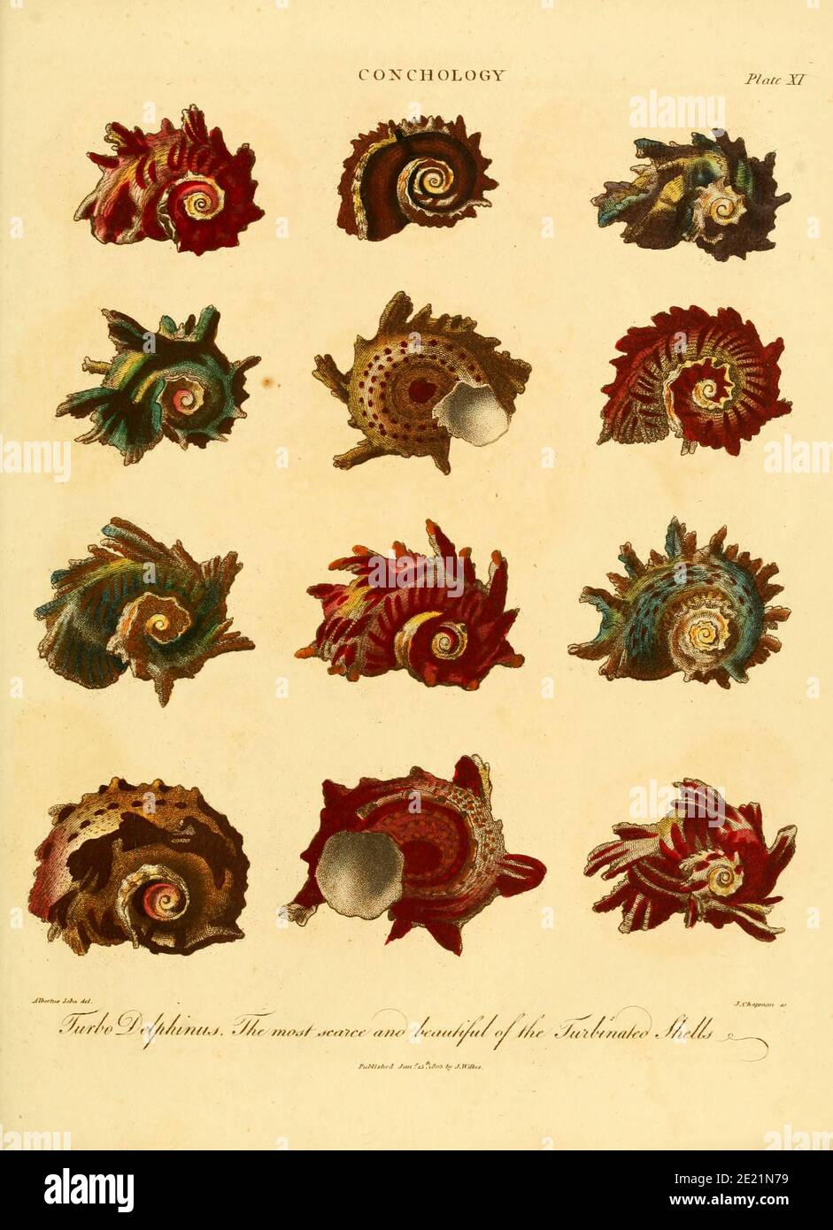 Conchology hi-res stock photography and images - Alamy