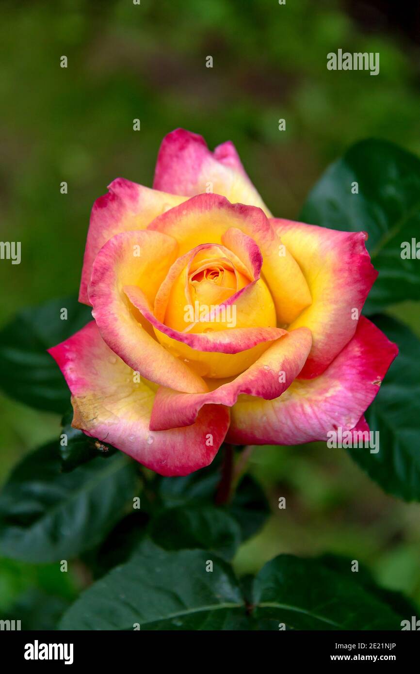 Pullman orient express hi-res stock photography and images - Alamy