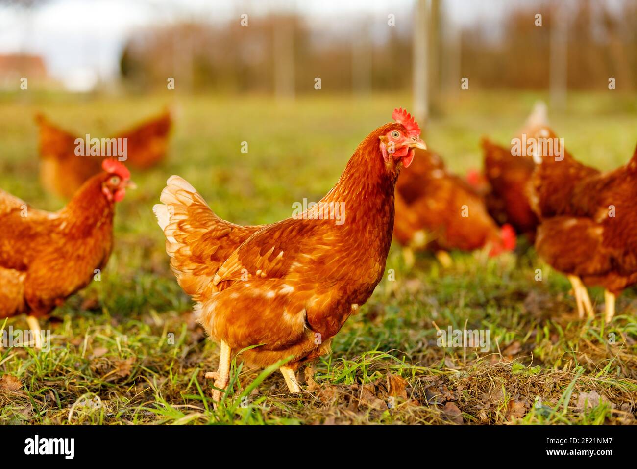 Free range organic chickens poultry in a country farm Stock Photo - Alamy