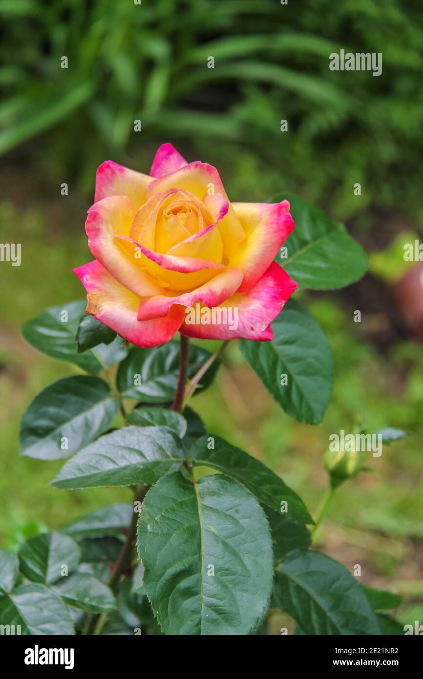 Close-up of garden rose Pullman Orient Express Stock Photo - Alamy
