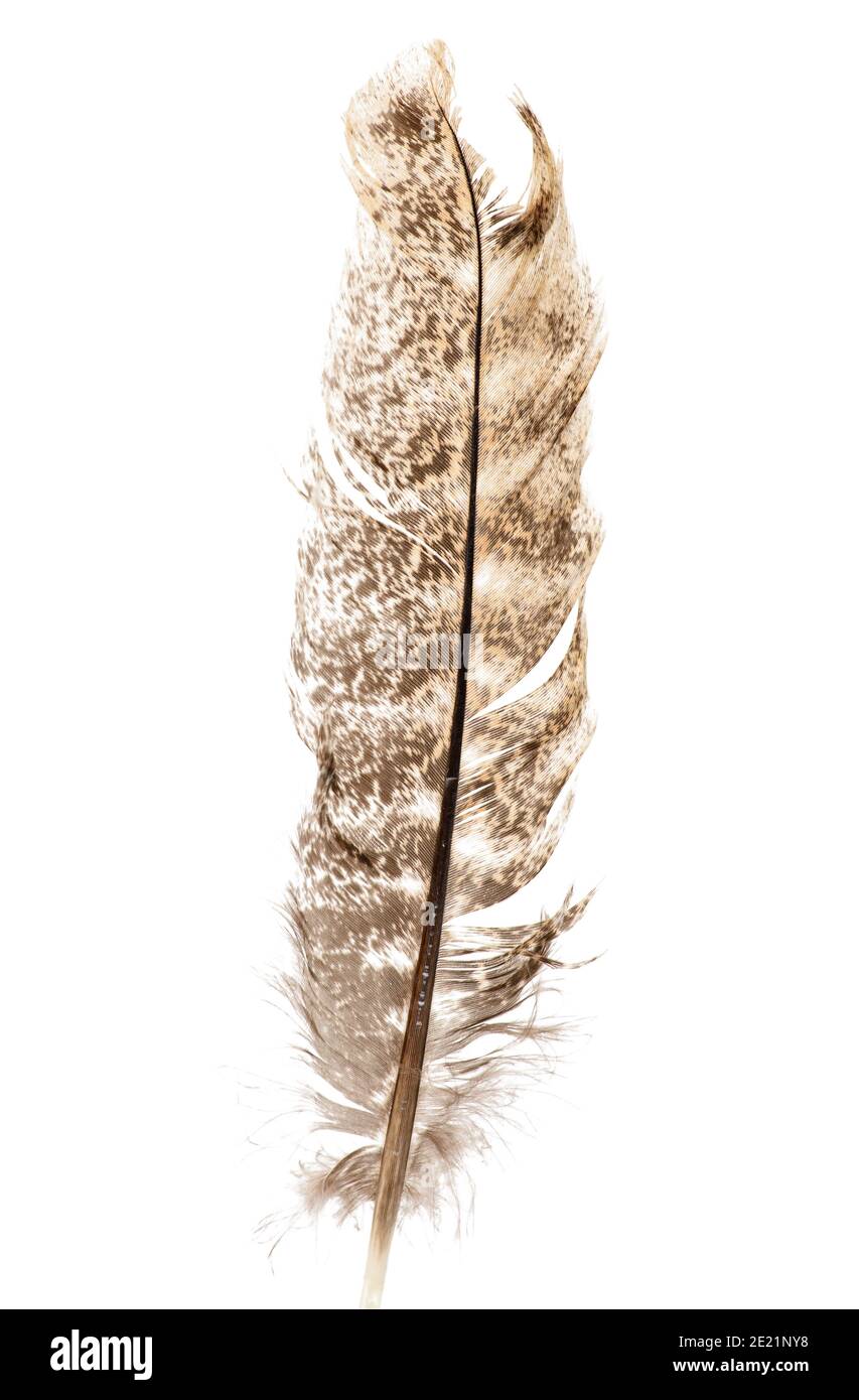 chicken feather isolated on white background, close up Stock Photo - Alamy