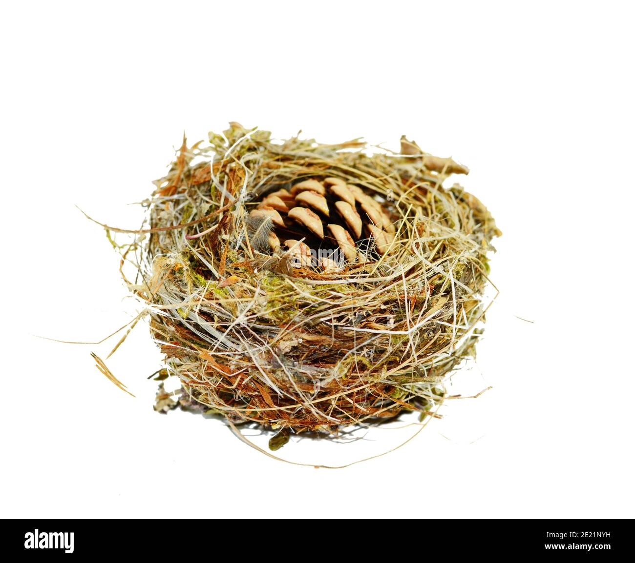 Birds nest in home Cut Out Stock Images & Pictures - Alamy