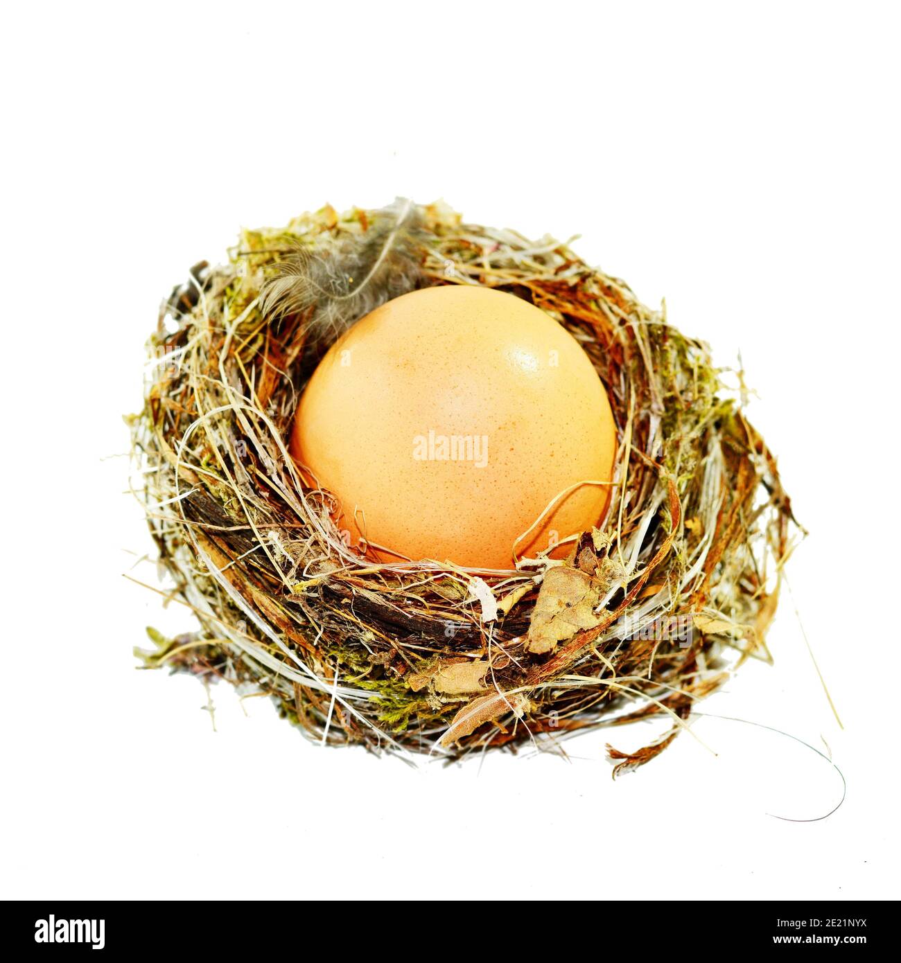 Nest with egg. isolated on white background. Beautiful bird nest with ...