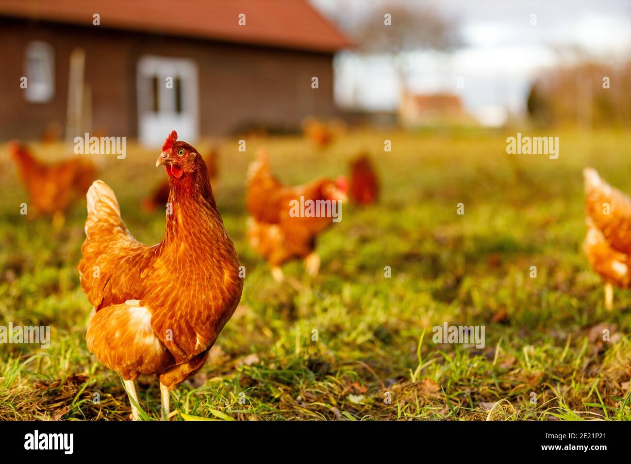 Free range organic chickens poultry in a country farm Stock Photo - Alamy