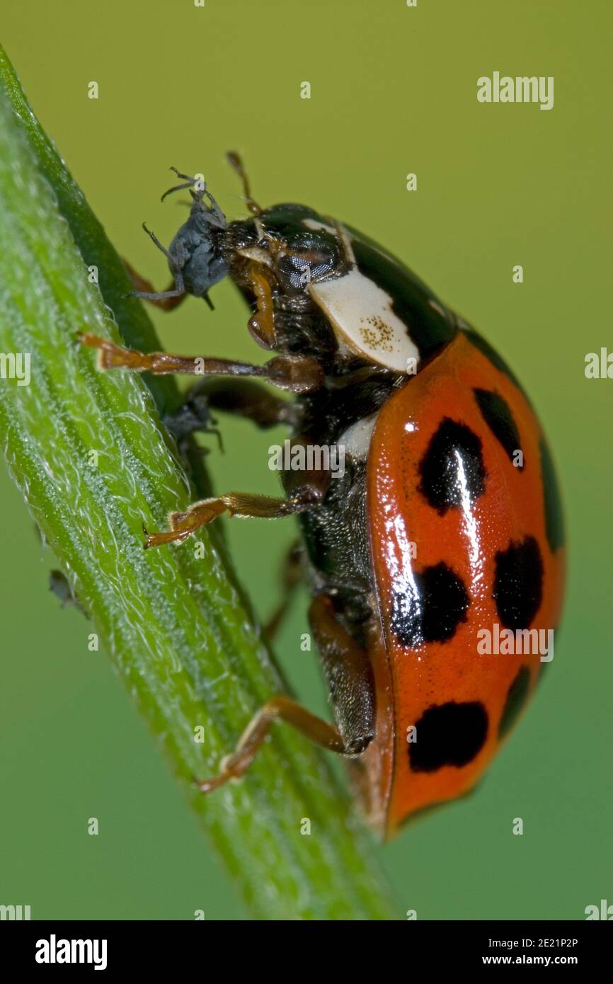 Asian pest hi-res stock photography and images - Alamy