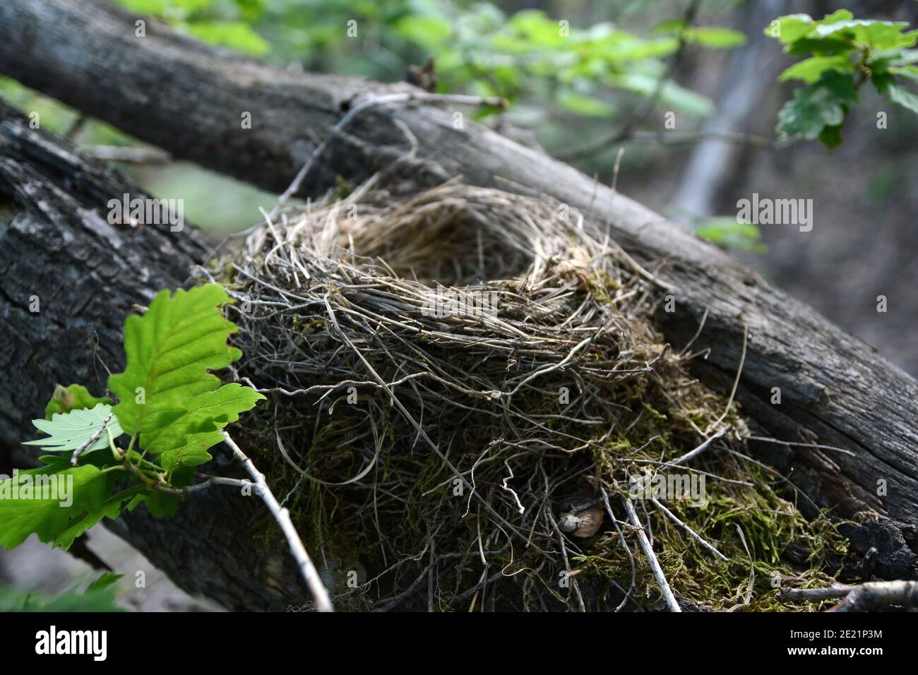 Empty nest isolated on white background Stock Photo - Alamy
