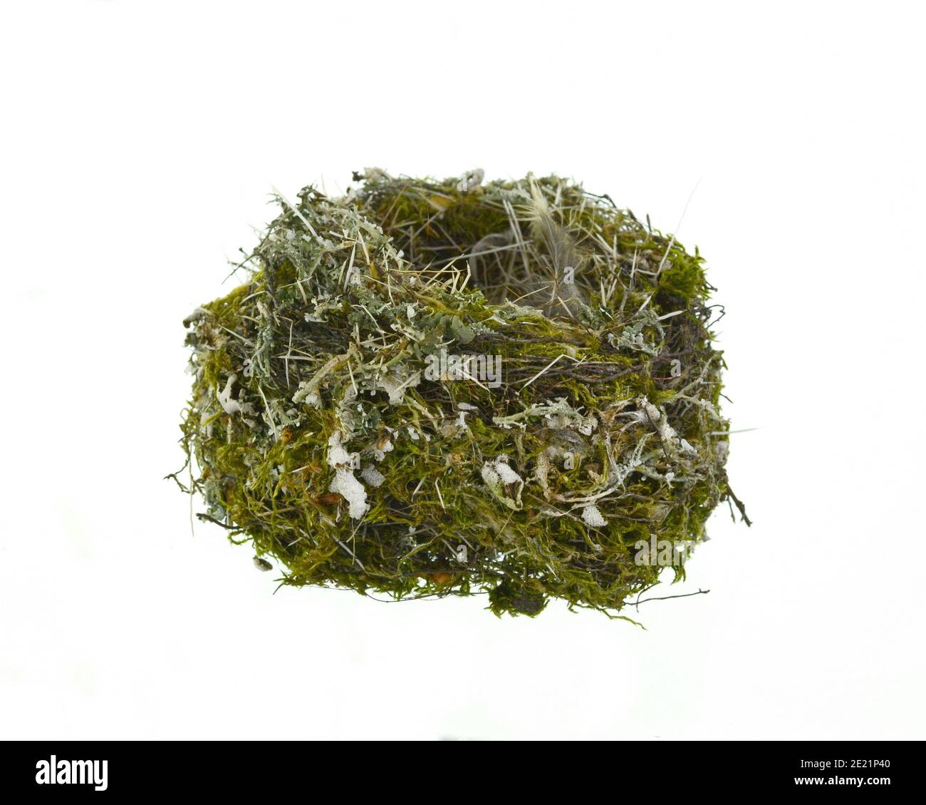 Empty nest isolated on white background Stock Photo - Alamy