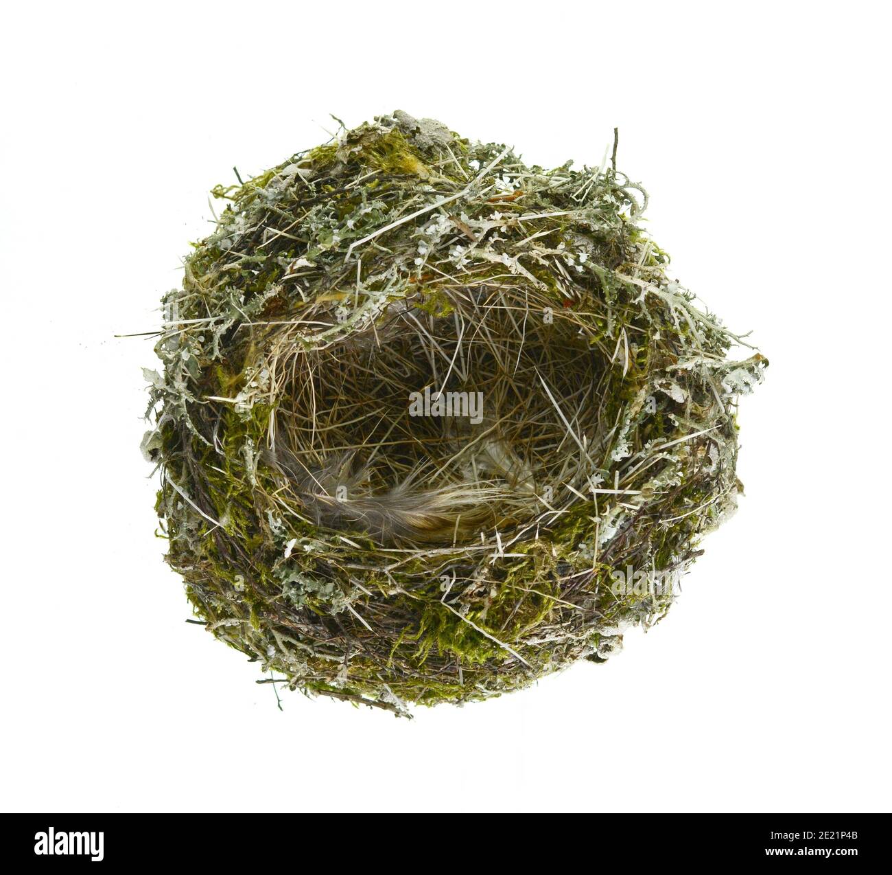 Empty nest isolated on white background Stock Photo - Alamy