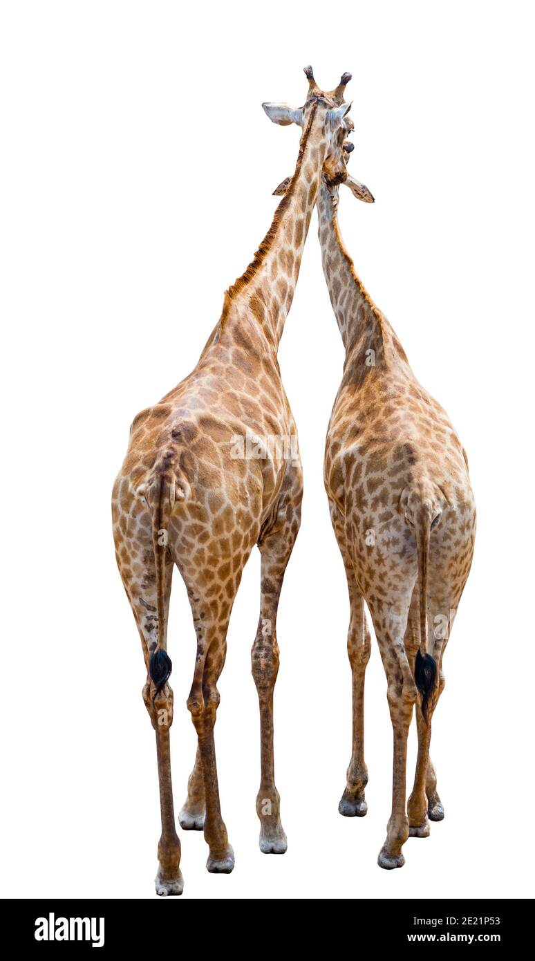 Isolated couple of giraffe standing together, view from behind ...