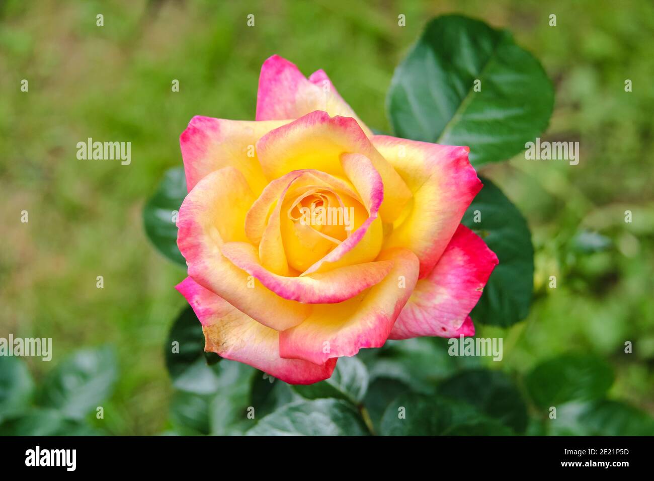 Rose orient express hi-res stock photography and images - Alamy