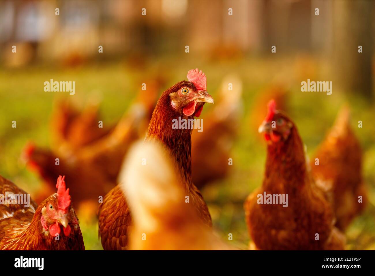 Free range organic chickens poultry in a country farm Stock Photo - Alamy