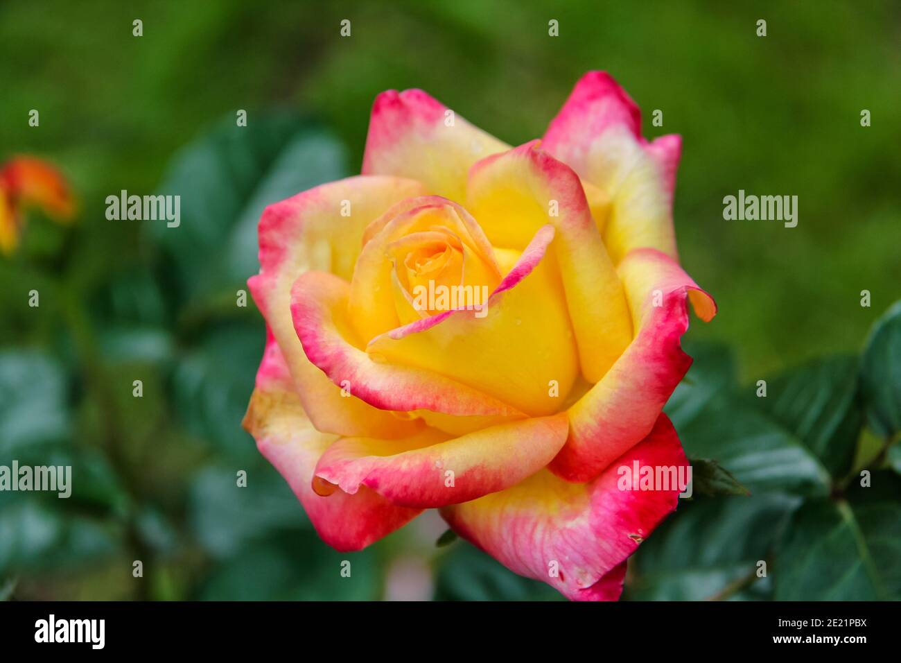 Close-up of garden rose Pullman Orient Express Stock Photo - Alamy