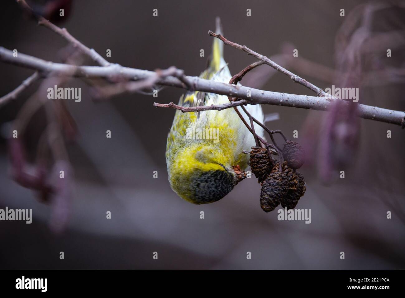 Eurasian siskin (Spinus spinus) is a small passerine bird in the finch ...