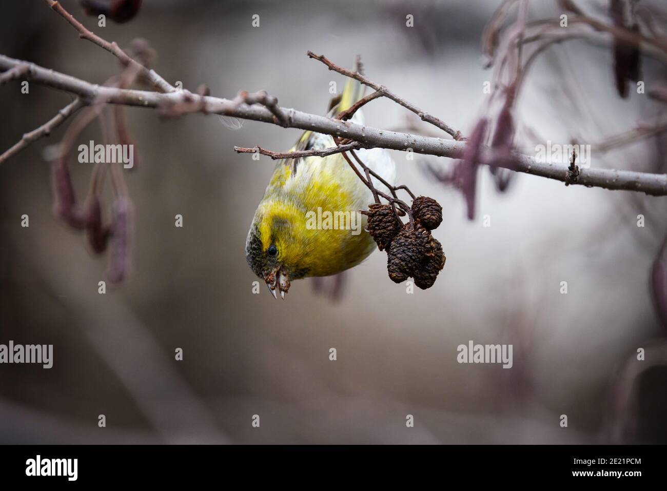 Passerine Bird High Resolution Stock Photography and Images - Alamy