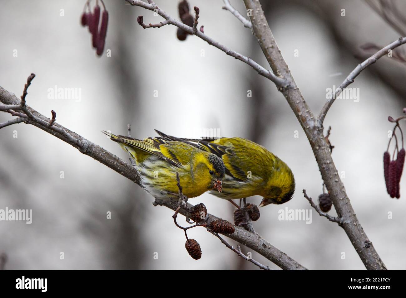 Eurasian siskin (Spinus spinus) is a small passerine bird in the finch ...