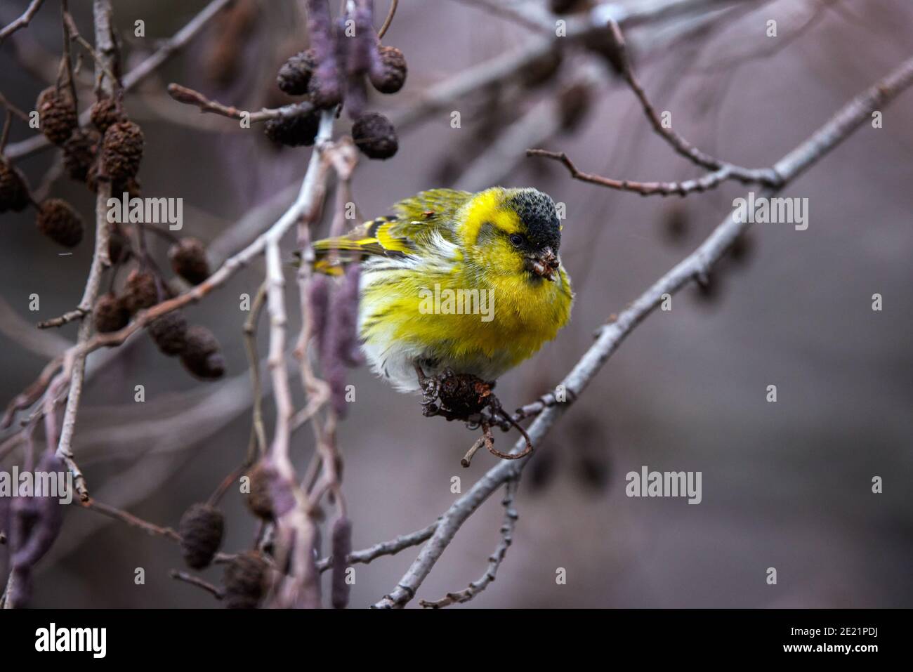 Eurasian siskin (Spinus spinus) is a small passerine bird in the finch ...