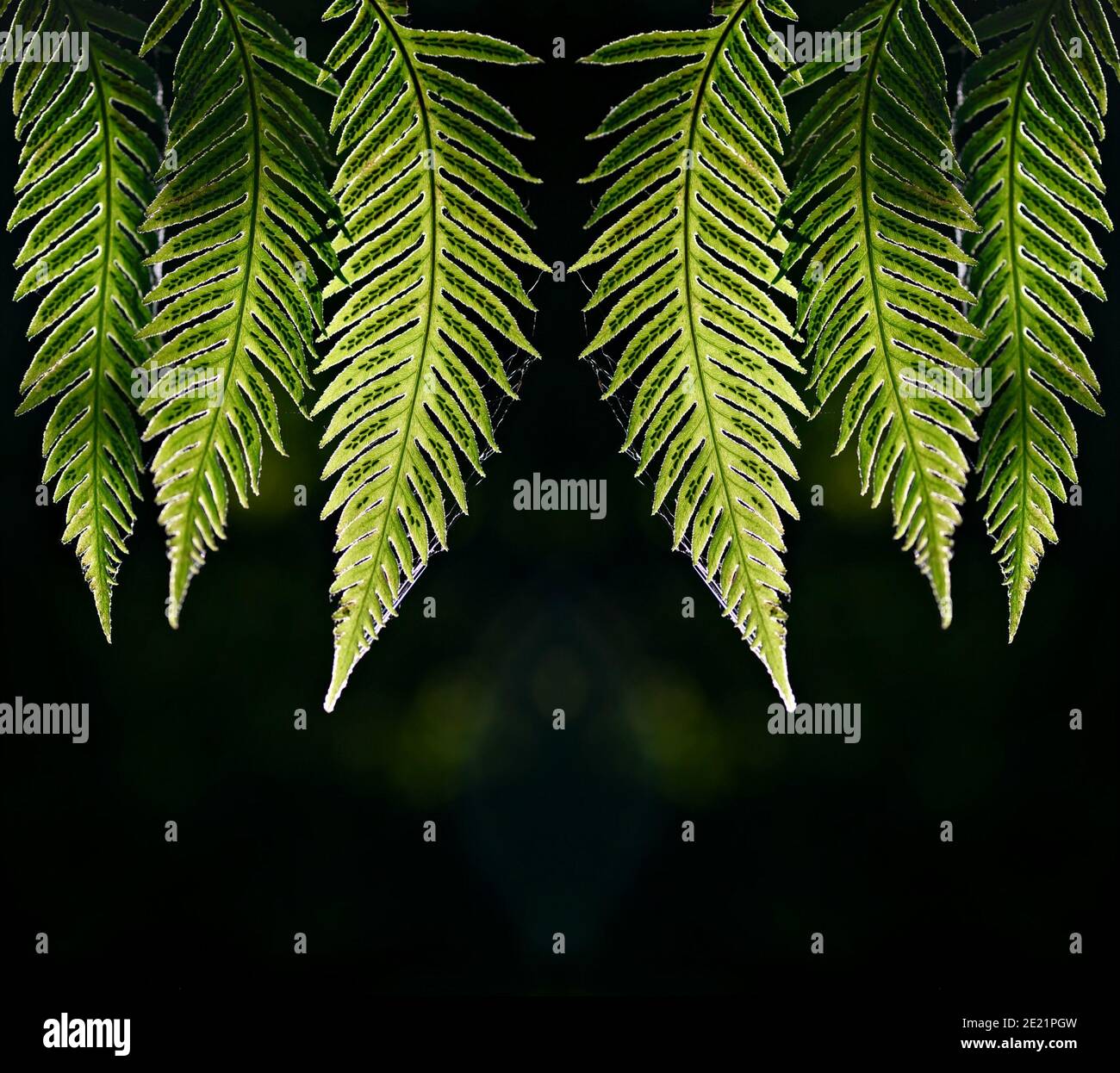 Fern leaves with symmetrical tiny black leaf spores on a natural dark ...