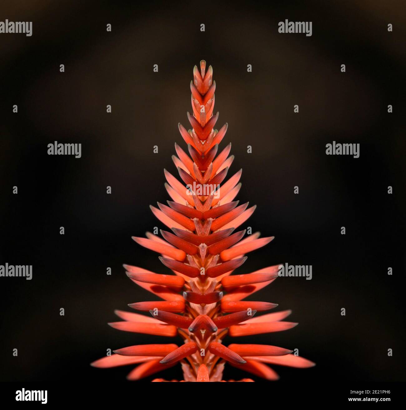 Aloe Vera flower clusters on a black background Stock Photo - Alamy