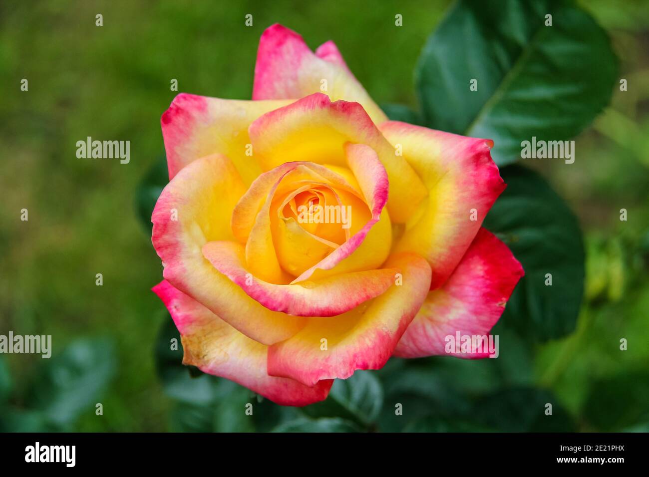 Close-up of garden rose Pullman Orient Express Stock Photo - Alamy