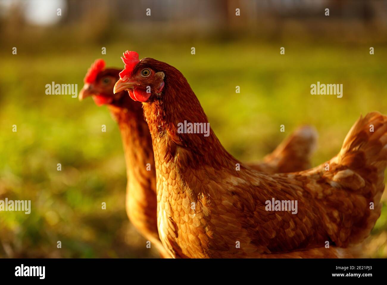 Free range organic chickens poultry in a country farm Stock Photo - Alamy