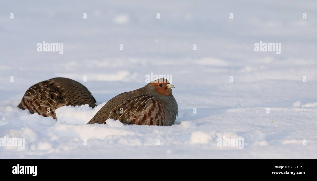 Two grey partridges hi-res stock photography and images - Alamy