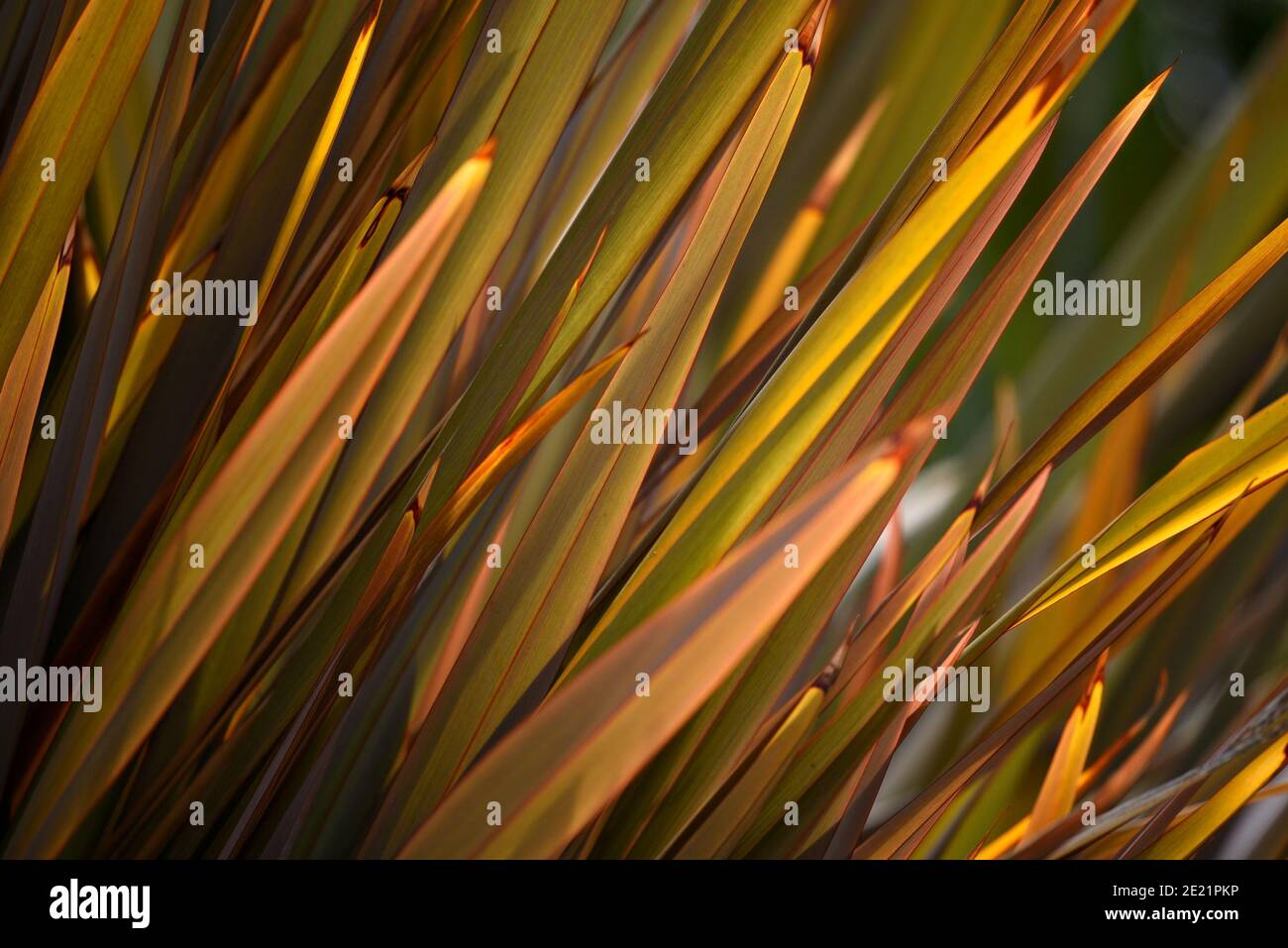 New Zealand Flax (Phormium) a native, ornamental plant with symmetrical ...