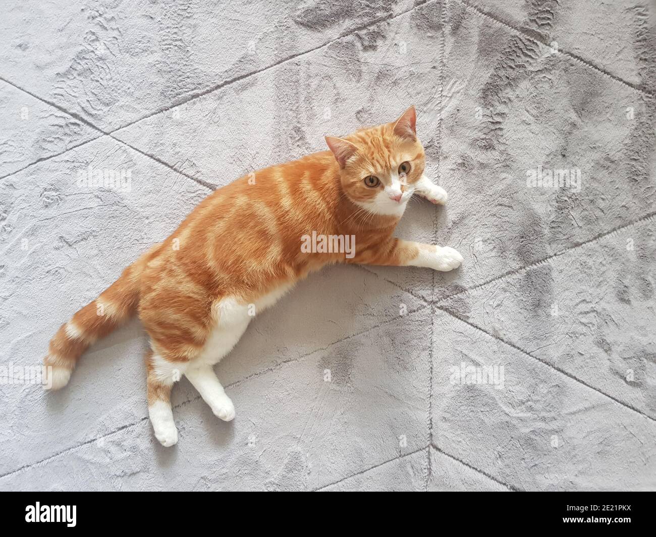 White grey ginger cat hi-res stock photography and images - Alamy