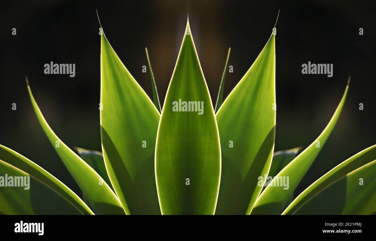 Agave Attenuata (Foxtail Agave) a native, subtropical ornamental plant ...
