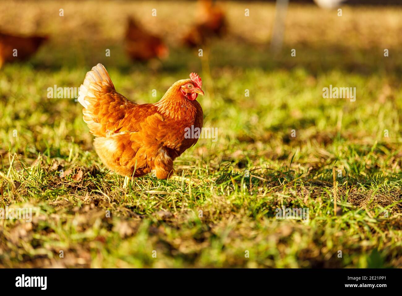 Free range organic chickens poultry in a country farm Stock Photo - Alamy