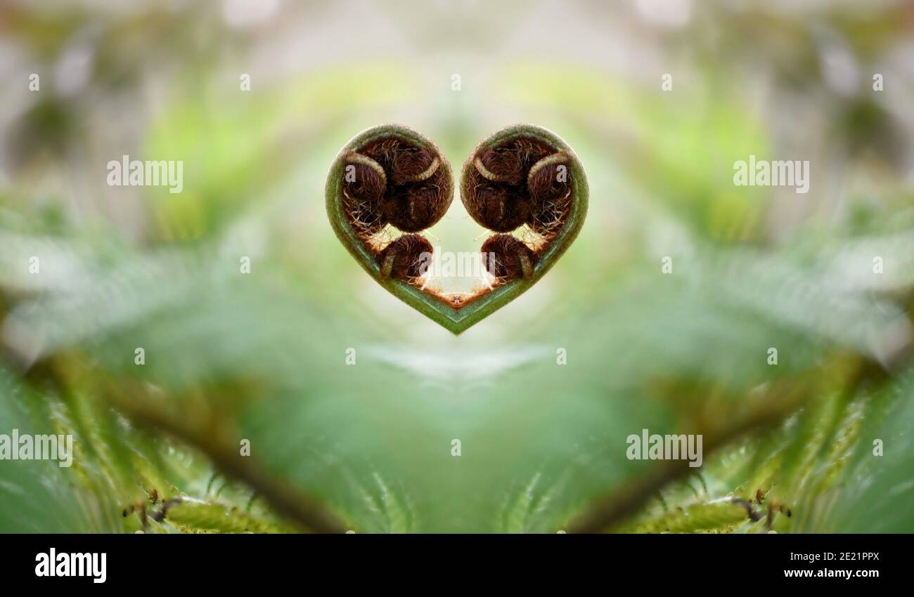 Fiddlehead Fern (Curled Fern) heart-shaped frond on a natural green ...