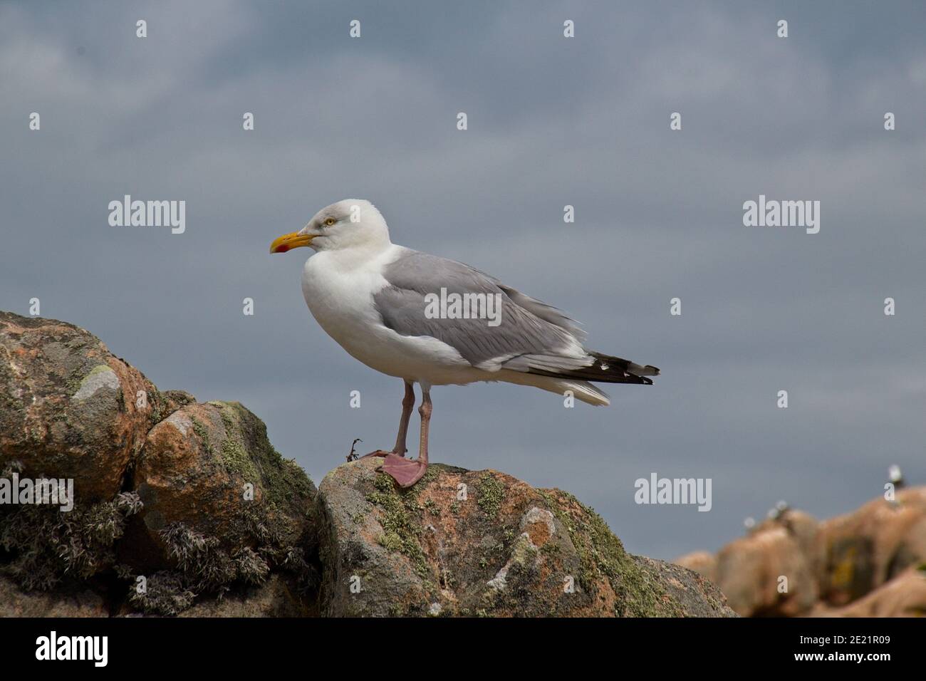 seagull on the rock Stock Photo - Alamy