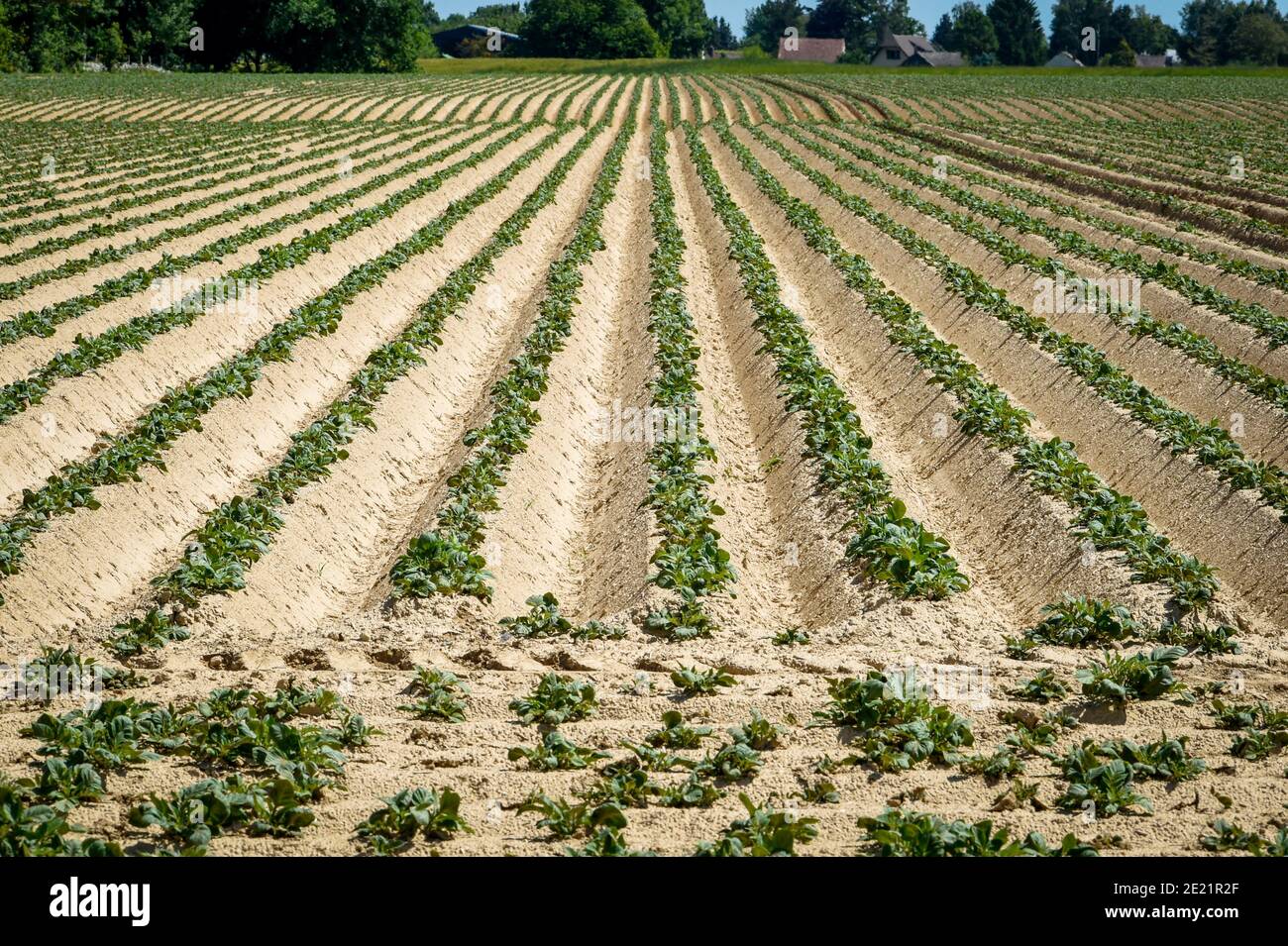 Agriculture potato hi-res stock photography and images - Alamy