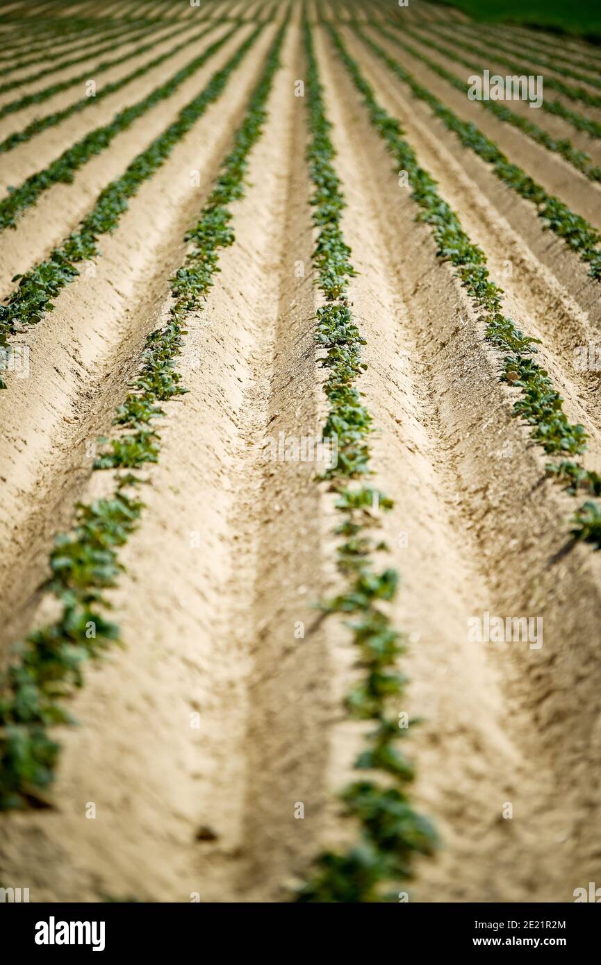 Agriculture, potato field in spring Stock Photo - Alamy