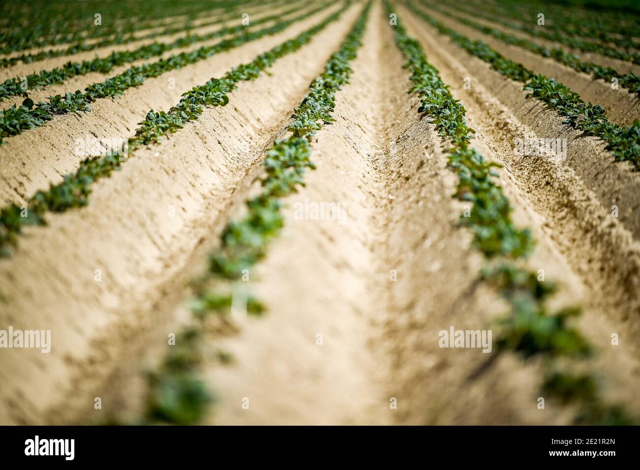 Field of potato hi-res stock photography and images - Alamy