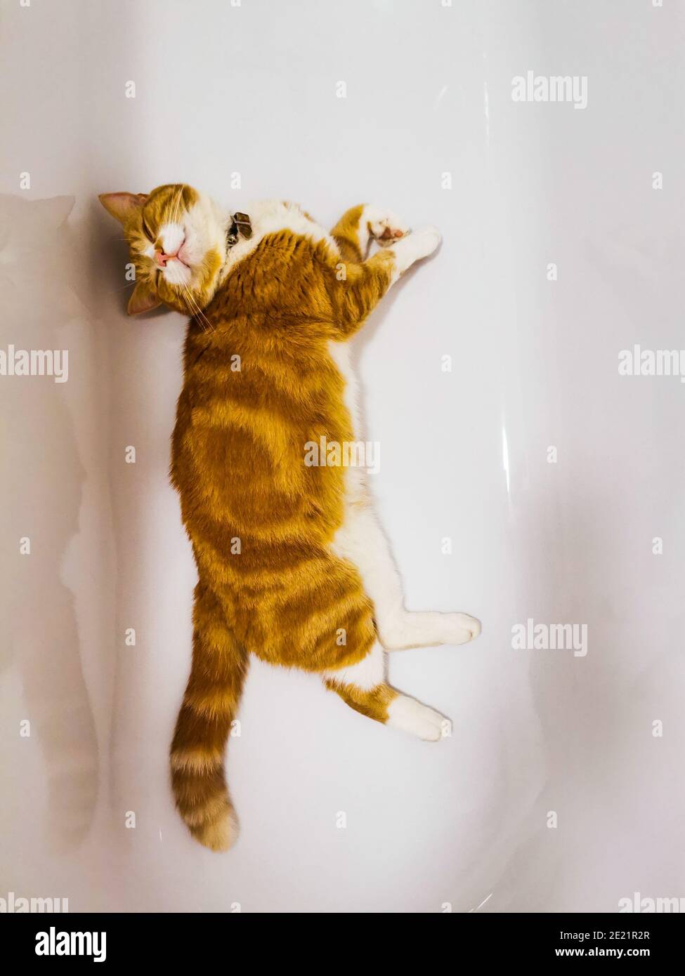 Ginger male cat relaxing in an empty bath tub Stock Photo - Alamy