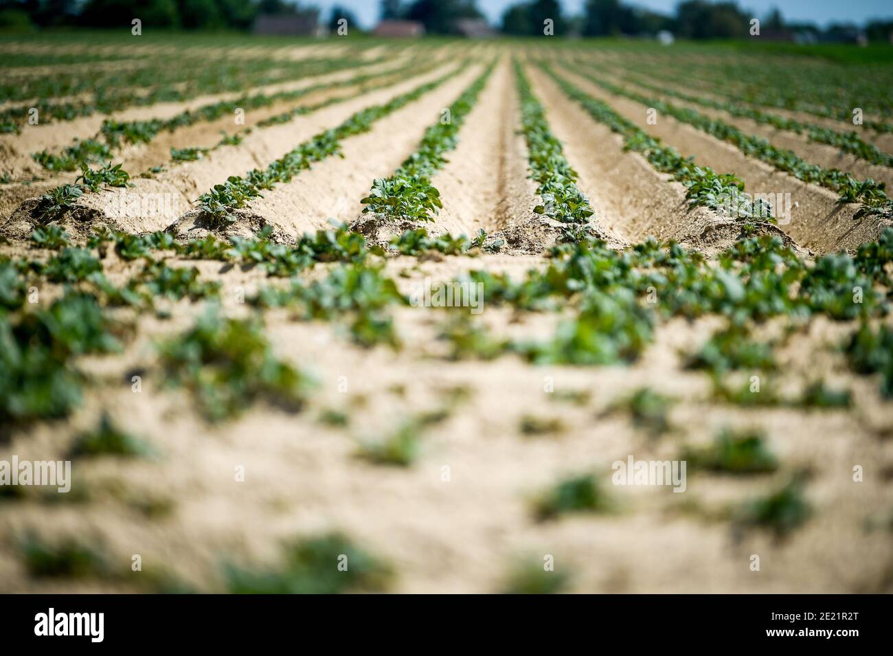 Agriculture, potato field in spring Stock Photo - Alamy