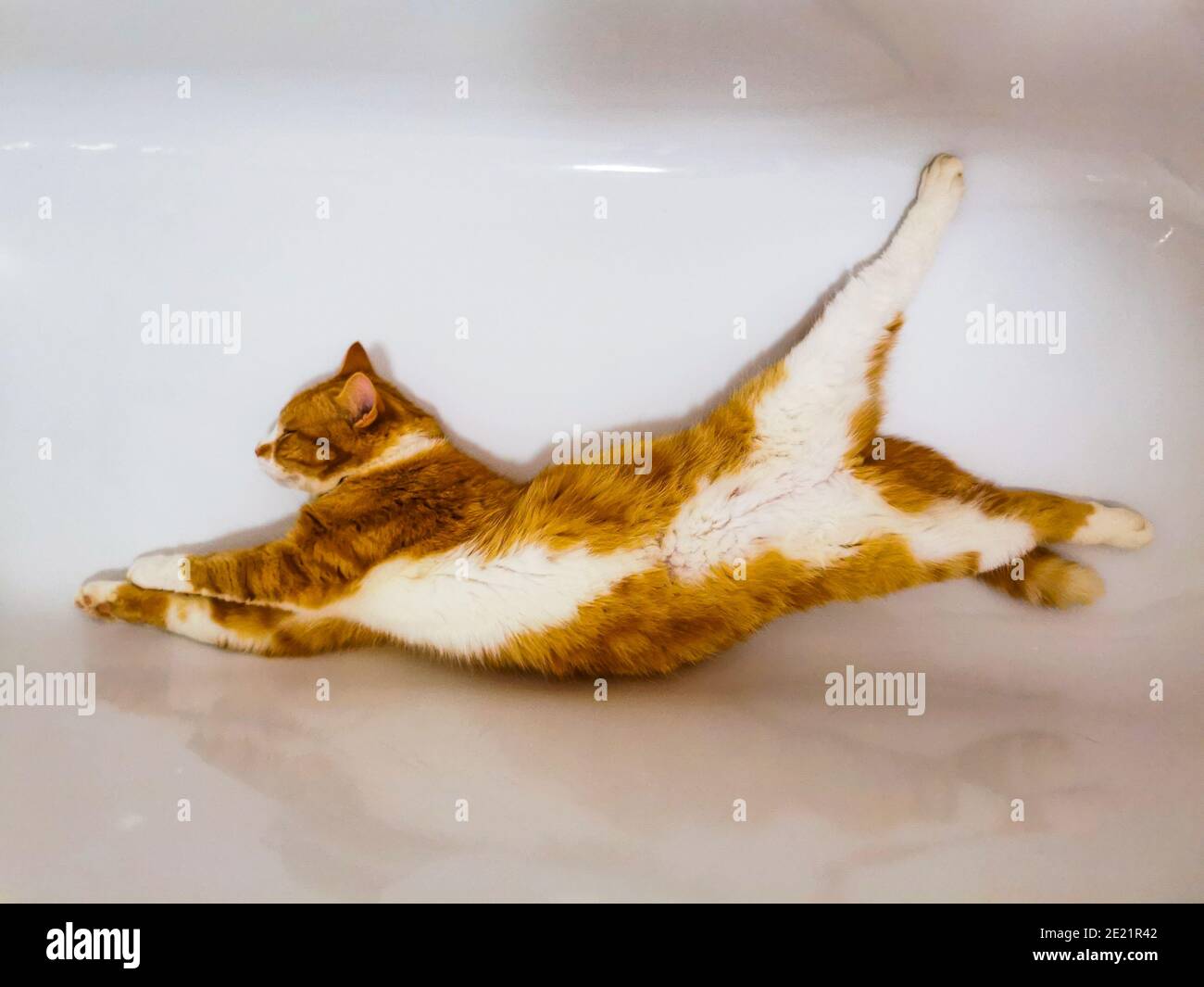 Ginger male cat relaxing in an empty bath tub Stock Photo - Alamy