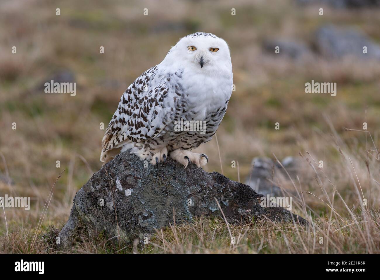 snowy-owl-bubo-scandiacus-controlled-cumbria-uk-stock-photo-alamy